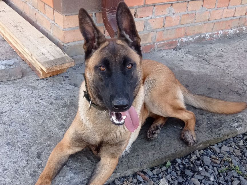 Бельгийская овчарка