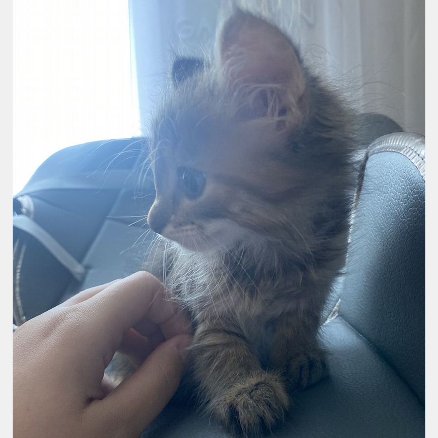 Котята девочки