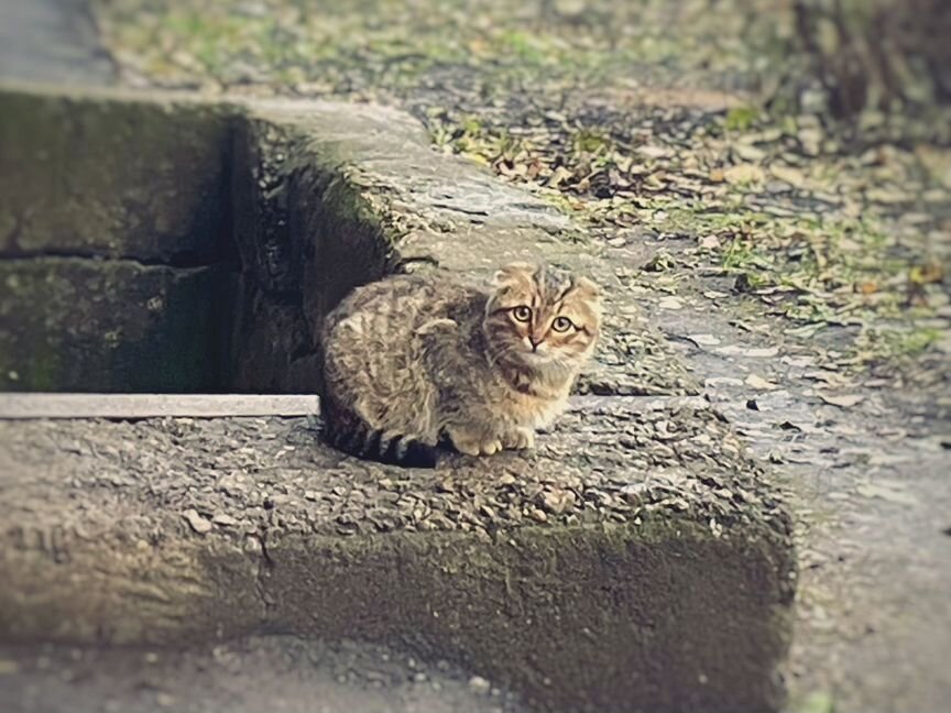 Котенок вислоушка