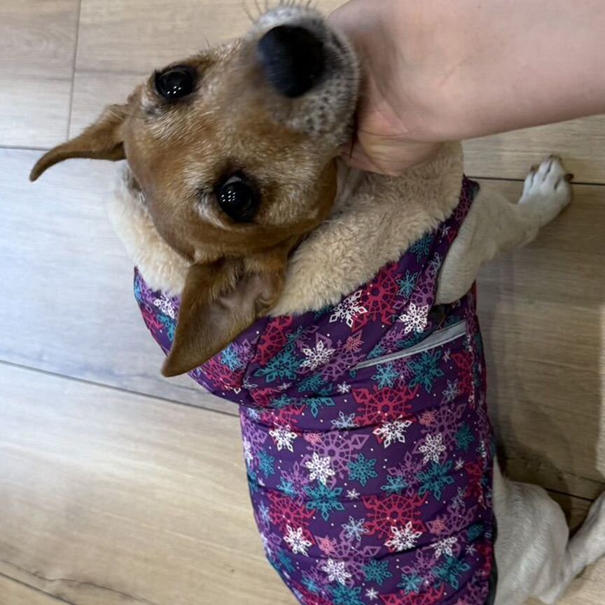 Одежда для собак мелких пород