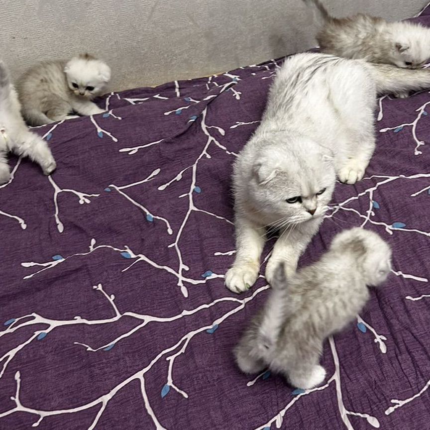 Шотландские котята