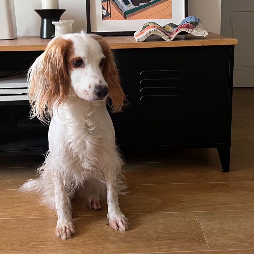 Русский спаниель