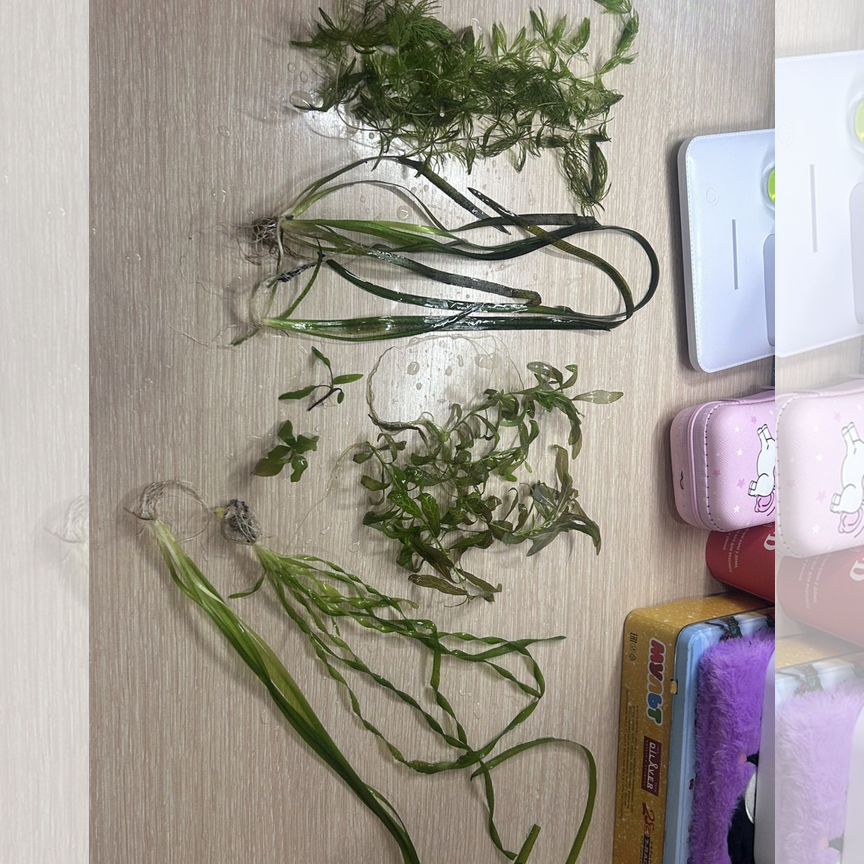 Аквариумное растение