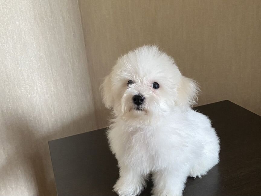 Бишон фризе