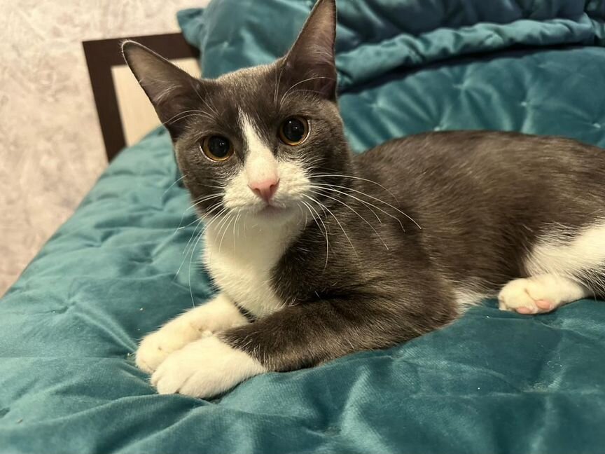 Котёнок в добрые руки