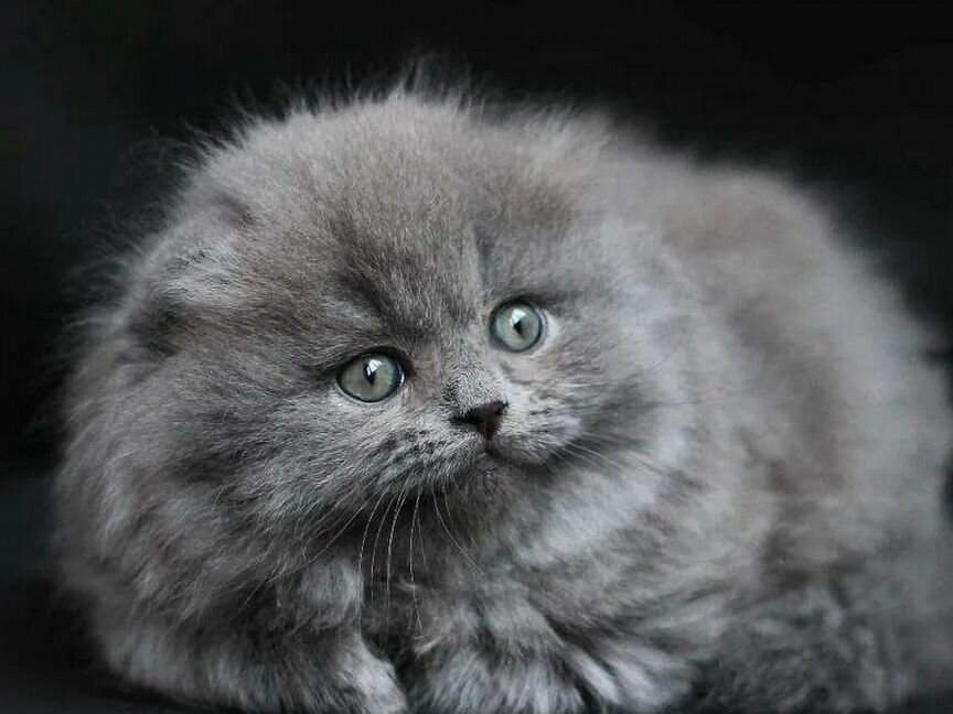 Хайленд фолд котик