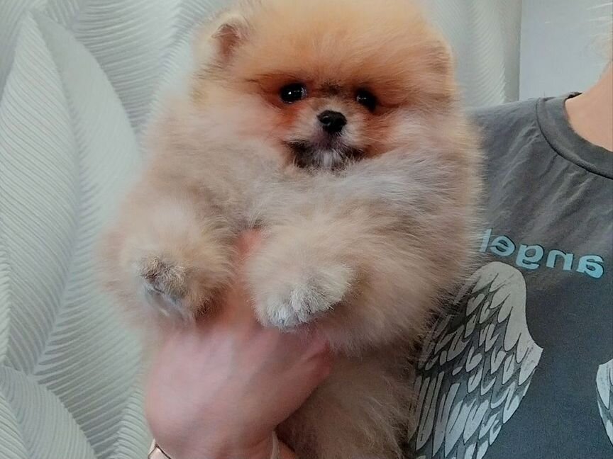 Рыжий красавец