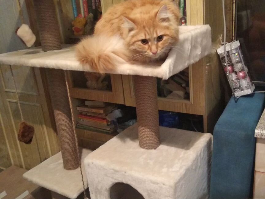 Домик для кошки с когтеточкой бу