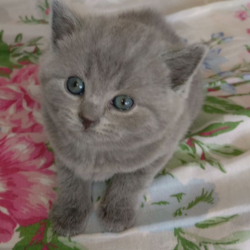 Британский короткошёрстный котёнок