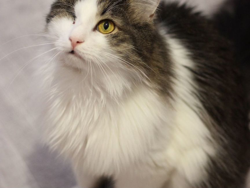 Милый одноглазый кот (из приюта)