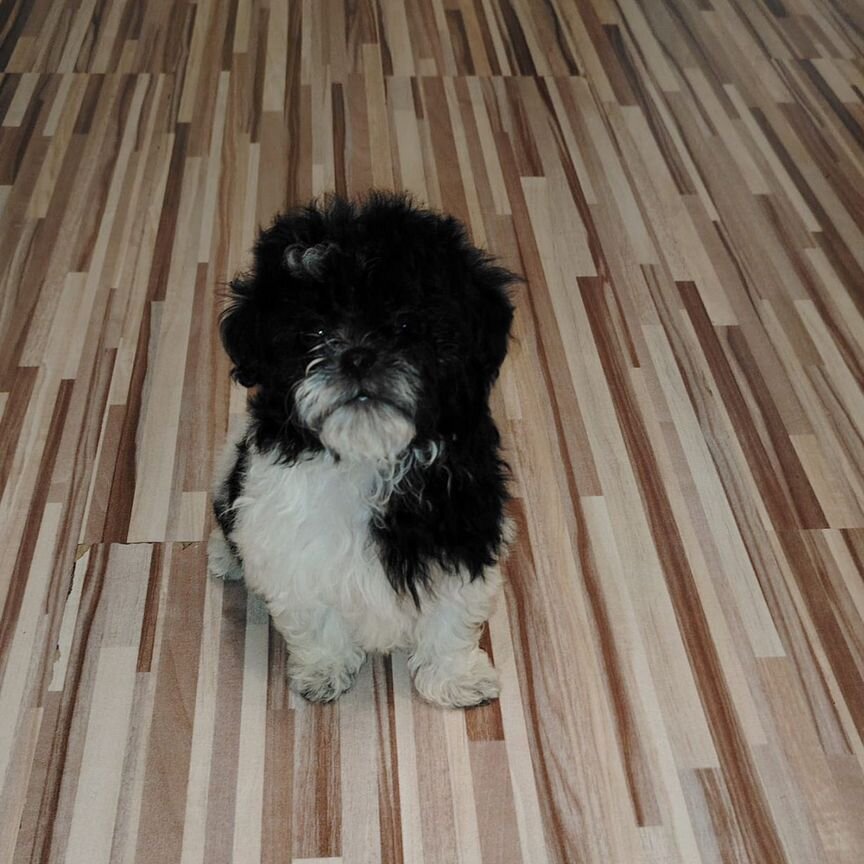 Щенки мальтипу f1 panda