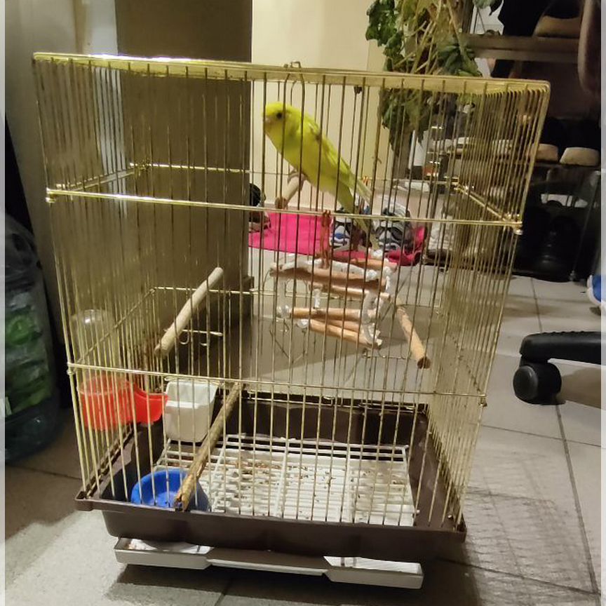 Волнистый попугай с клеткой москва