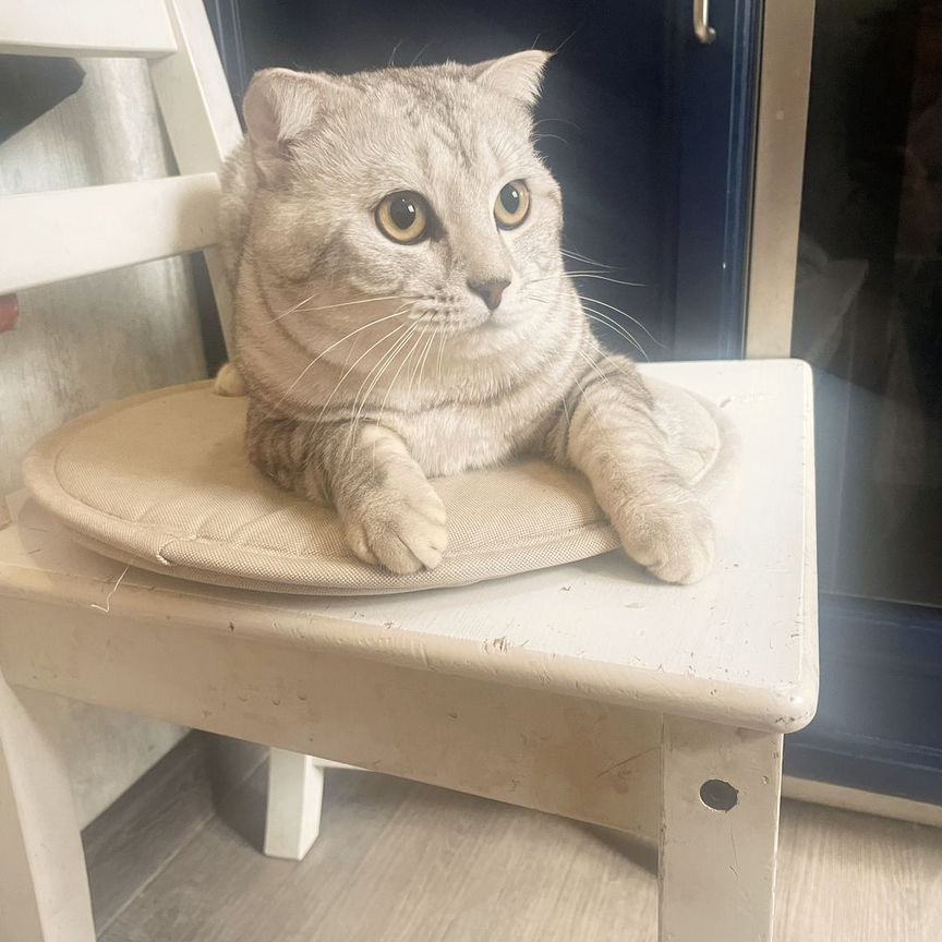 Кот на вязку