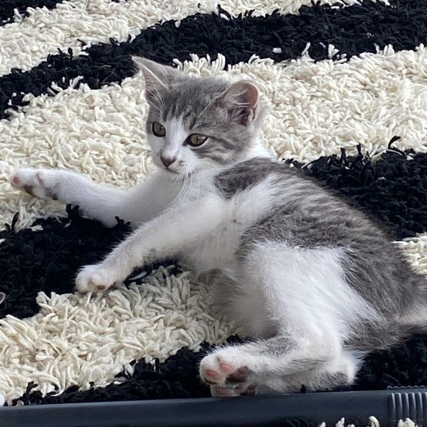 Котенок девочка в добрые руки