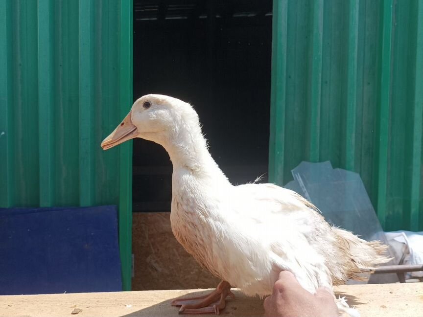 Утки, бройлеры, индюки