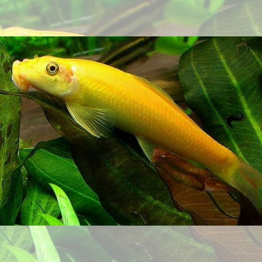 Продам двух сомов гиренохейлуса золотых водорослед