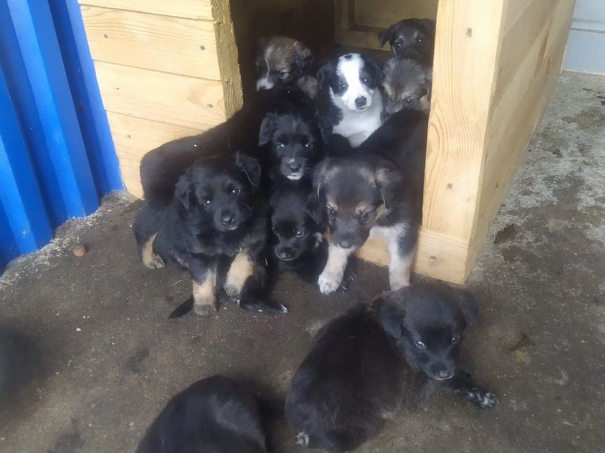 Щенок в добрые руки