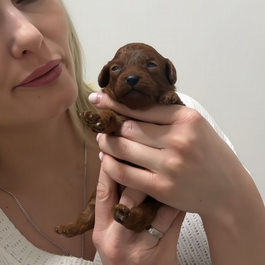 Той-пудель, щенок