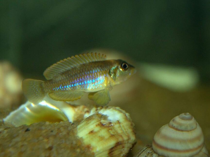 Лампрологус оцеллатус голд