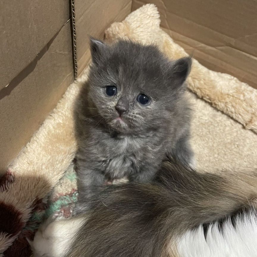 Пушистые котята в добрые руки