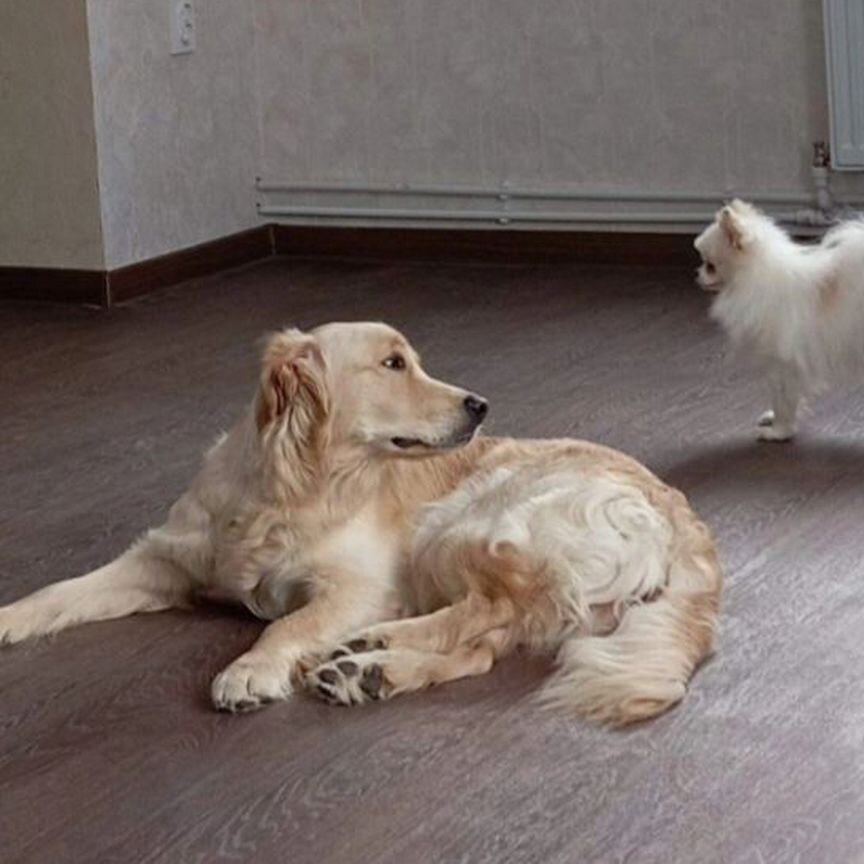 Золотистый ретривер, щенок