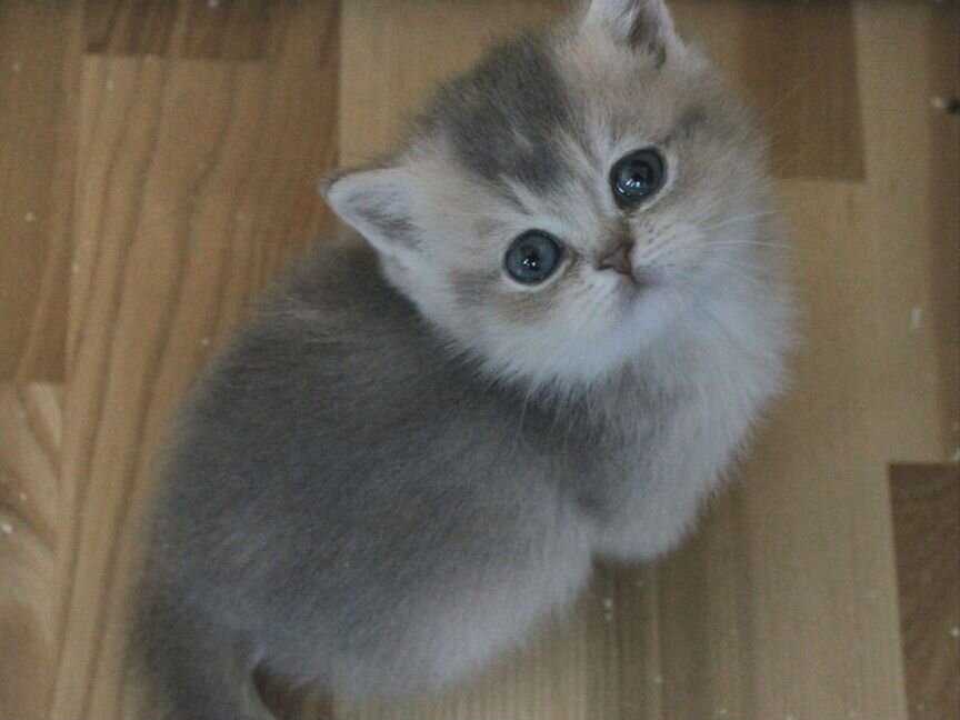 Британская голубая не золоте