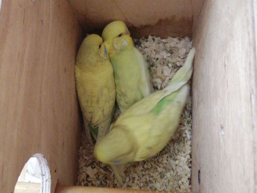 Птенцы ввп чеха