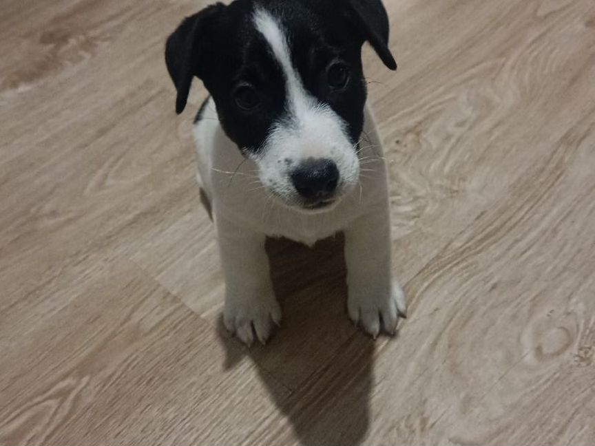 Щенки джек рассел терьер