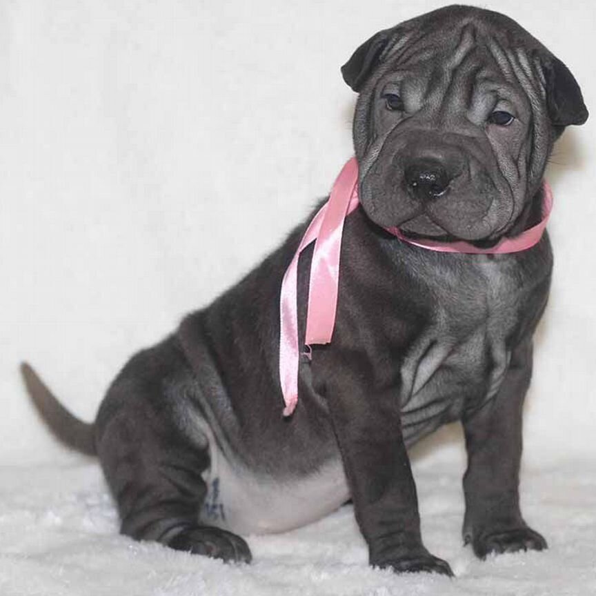 Шарпей, щенок