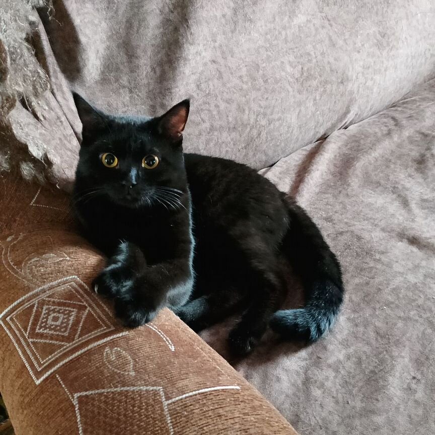 Кот Уголёк