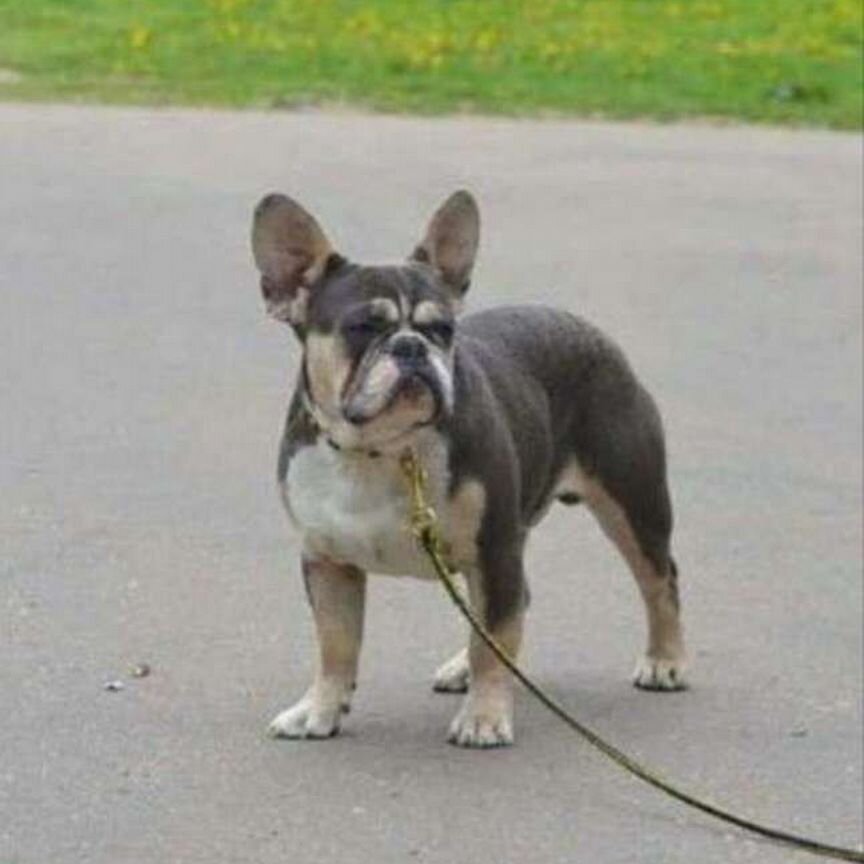 Француз вязка