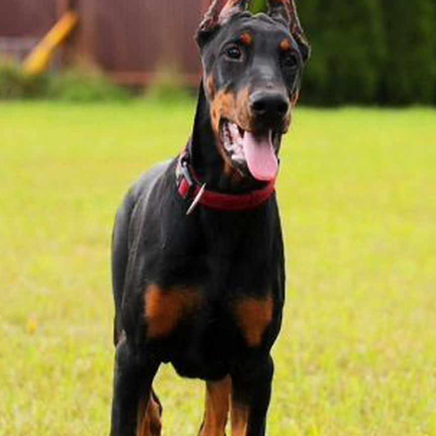 Доберман, щенок