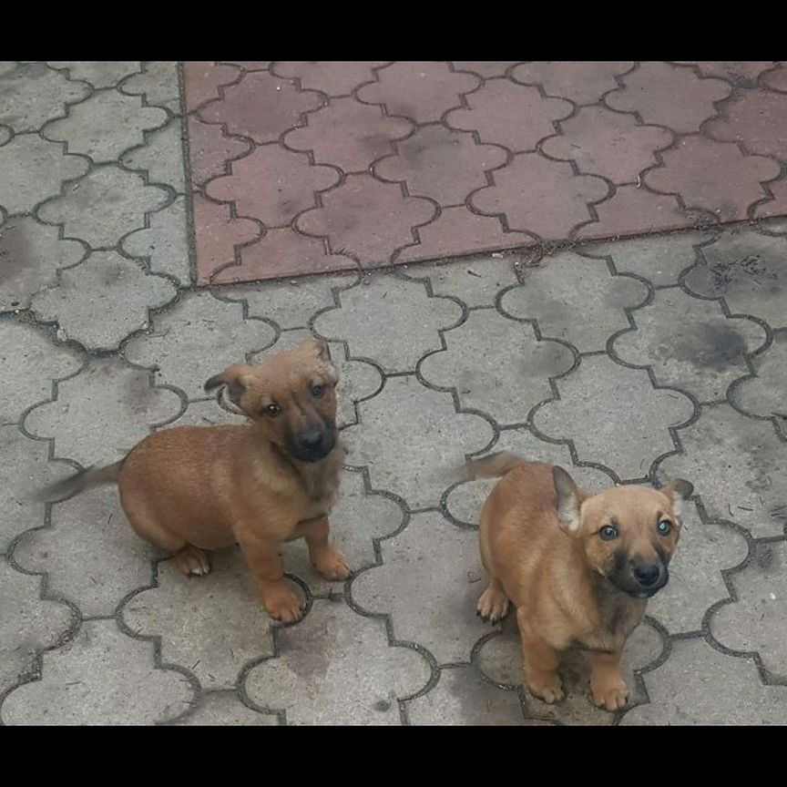 Девочки а добрые руки