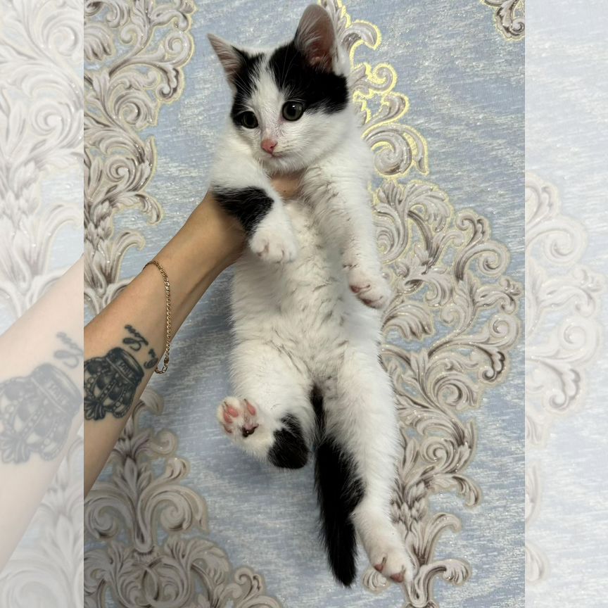 Котёнок в добрые руки