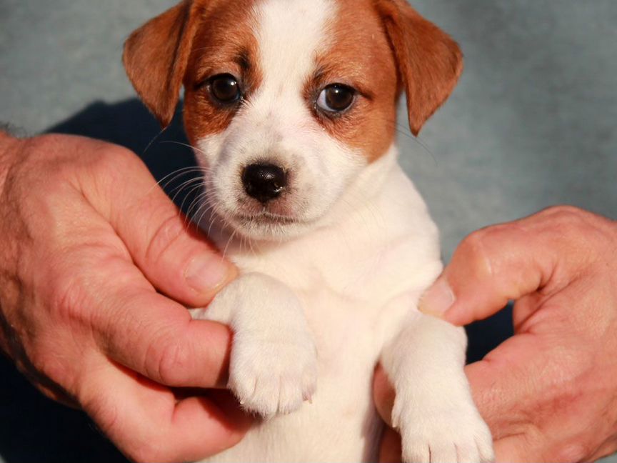 Самые лучшие щенки джек рассел терьера