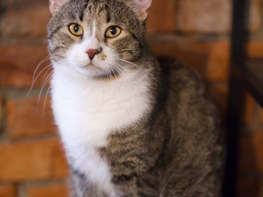 Огромный и добрый Цезарь (кот, 1 год)