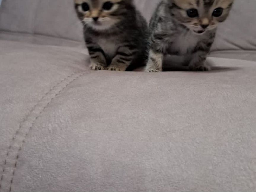 Шотландские вислоухие котята мраморные