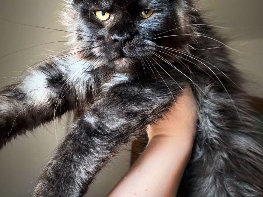 Мейн-кун котята из питомника