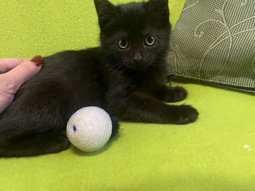 Котенок черная пантерка 3 месяца