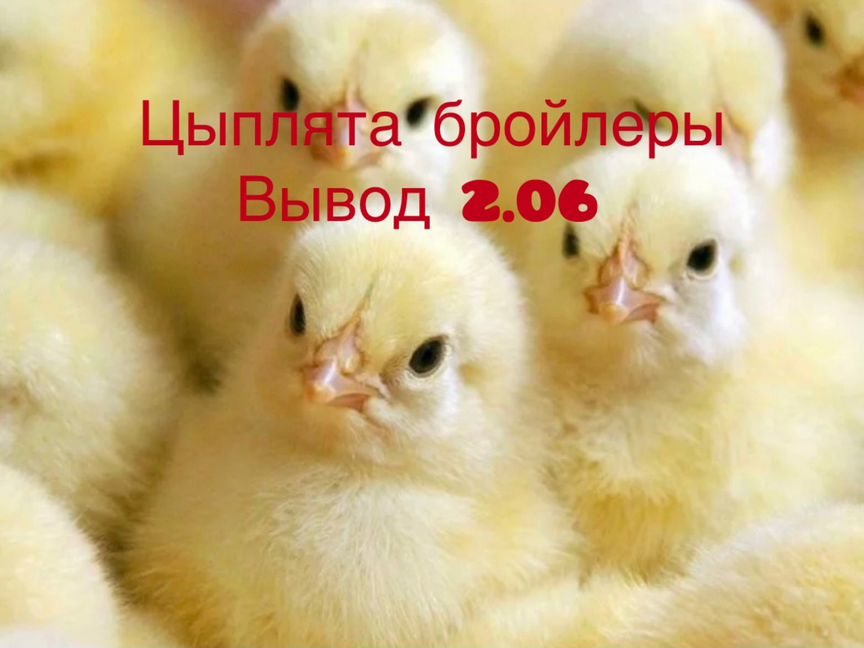 Цыплята бройлеры