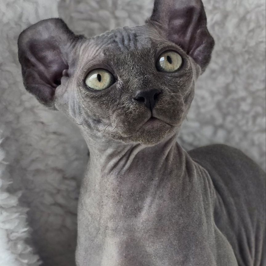 Кошечка Эльф