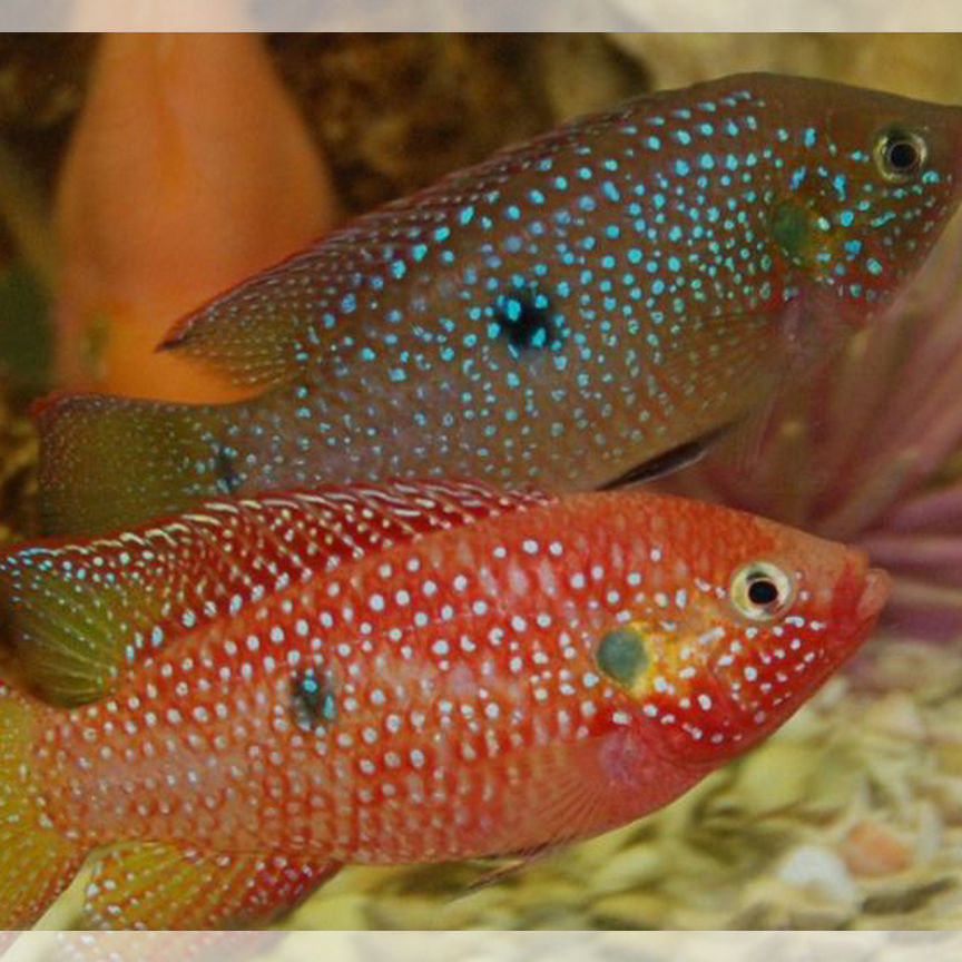 Хромисы в обмен на водоросли