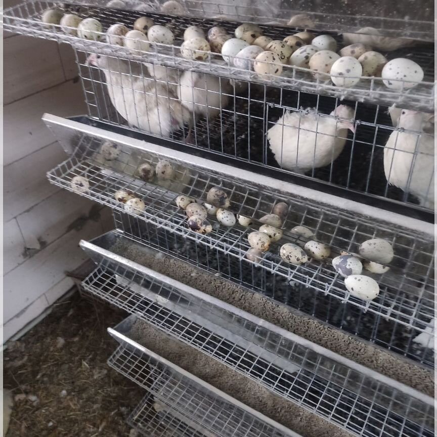 Яйца перепелиные инкубационное