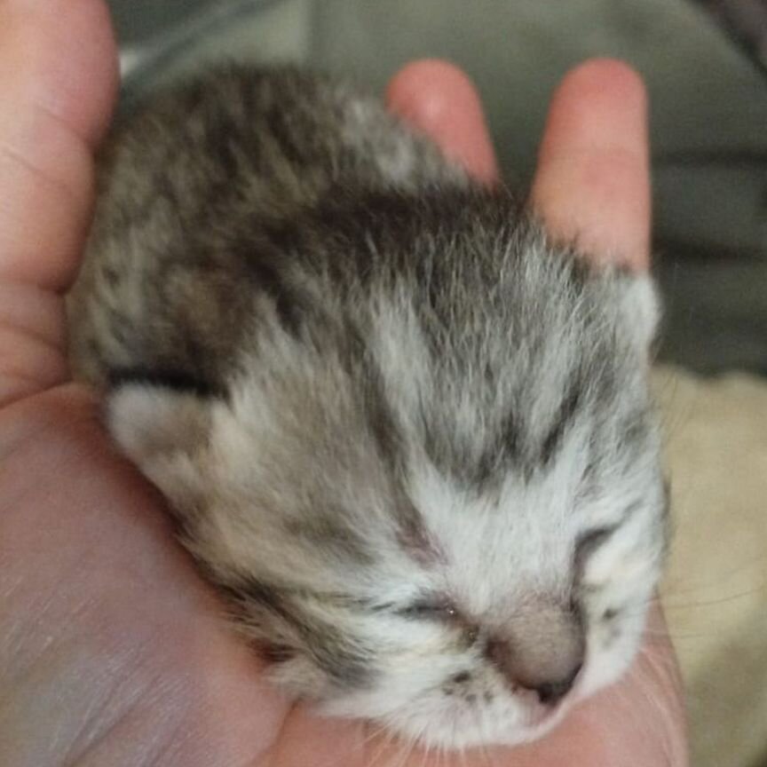 Шотландские котята