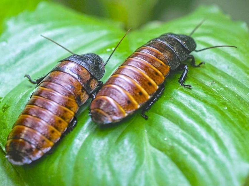 Кормовые тараканы