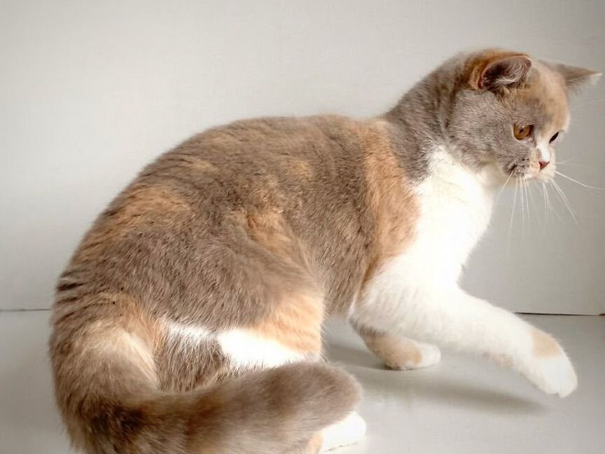 Британская красота