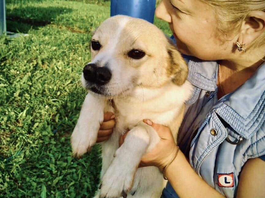 Маленькая собачка, 3 года, 9 кг