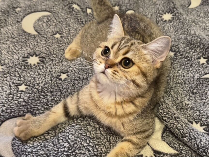 Шотландский котёнок девочка тикированная