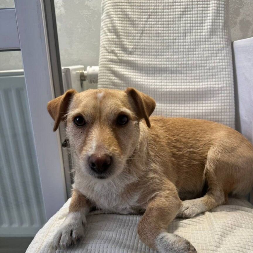 Собачка в добрые руки