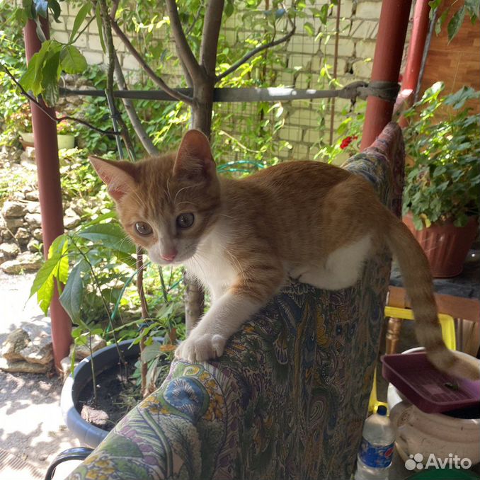 Няшная кошечка